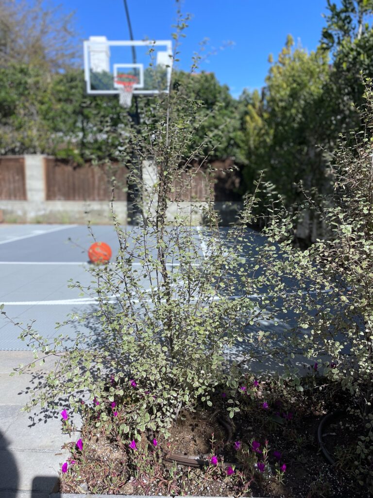 The Details of Our Backyard Transformation - Kristin Dion Design